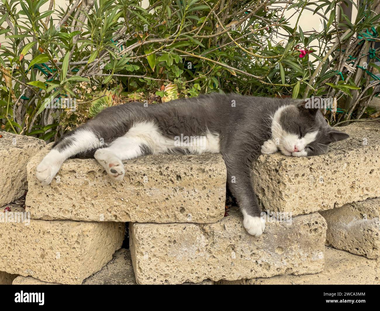 Footage of a cute gray cat peacefully sleeping on a sunlit garden wall ...