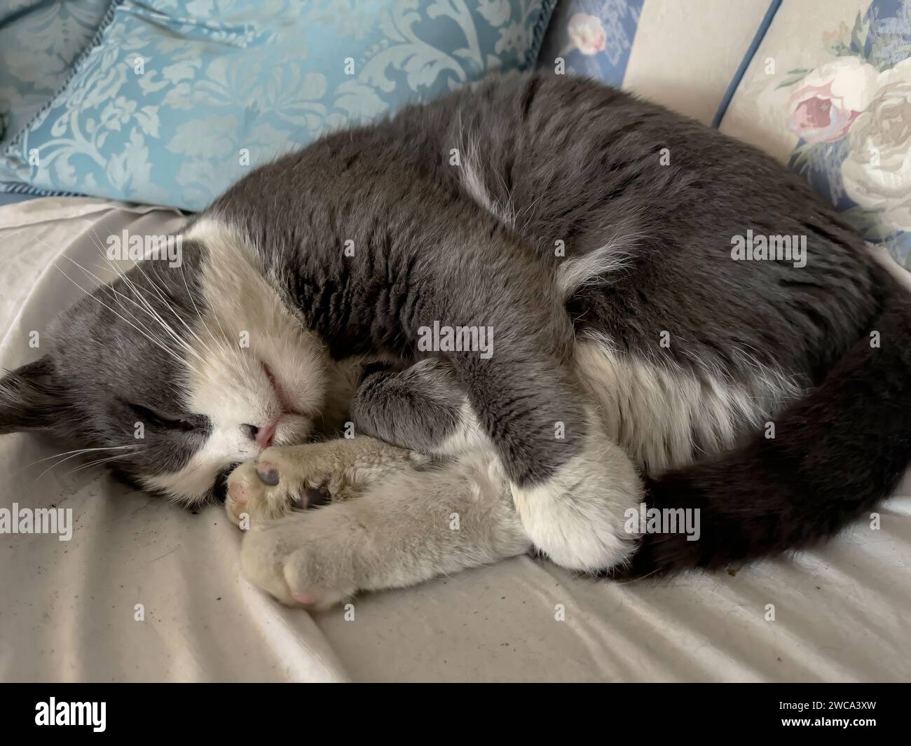 Curled position hi-res stock photography and images - Alamy