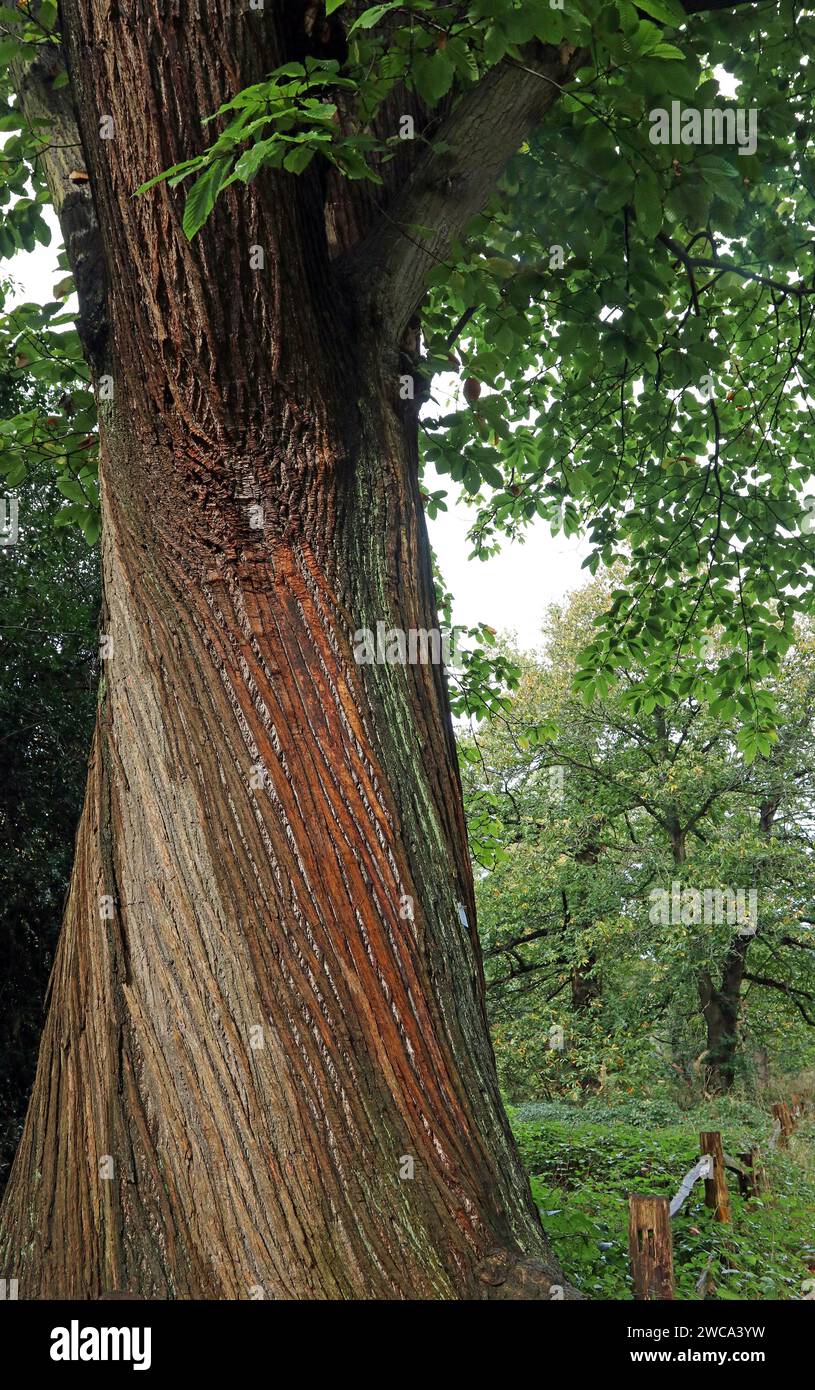 Coiling tree bark hi-res stock photography and images - Alamy
