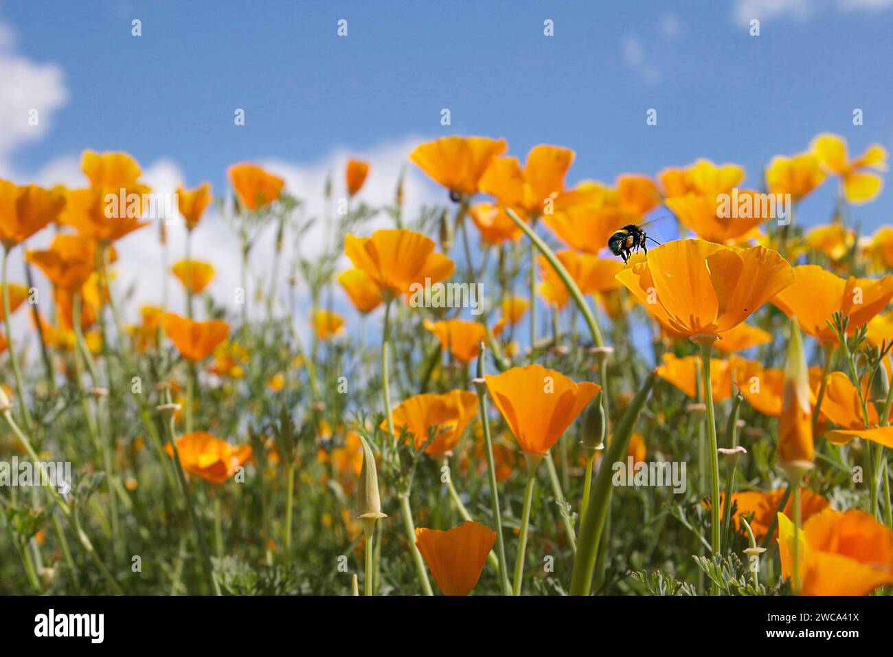 A Buff-tailed bumblebee lands on a California Poppy in a field of these ...