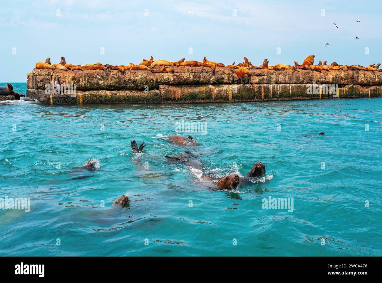 Ocean city rookery hi-res stock photography and images - Alamy