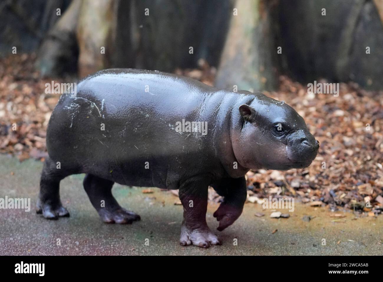 Mikolas, a newborn pygmy hippopotamus calf walks at its enclosure at ...