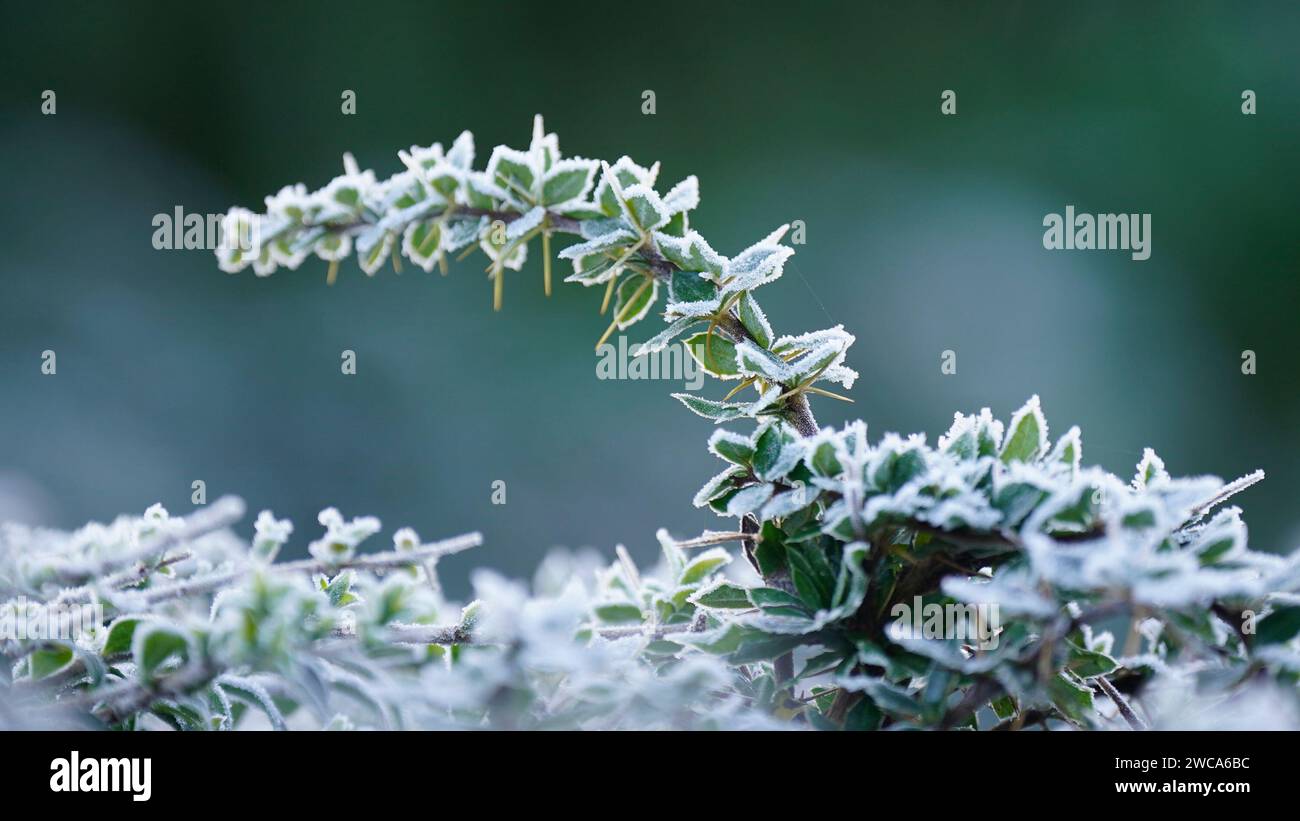 Frost covered leaves in Kilteel, County Kildare during the cold weather ...