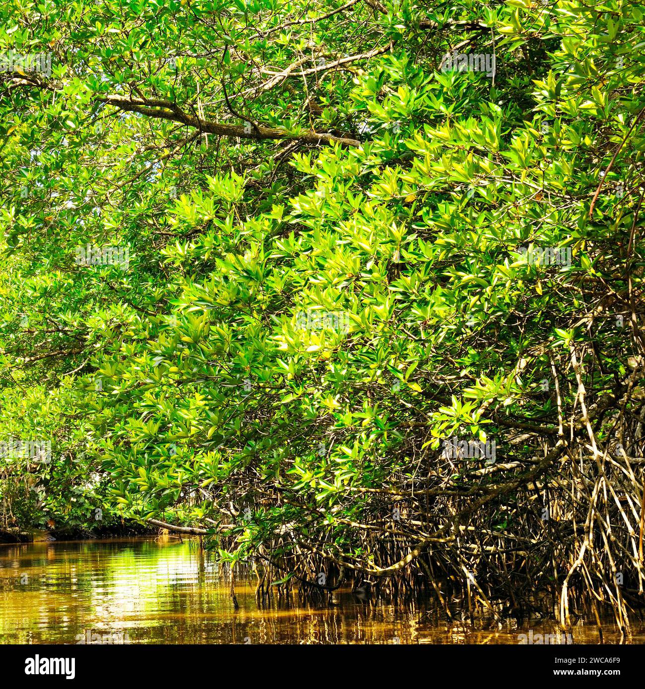 Mangrove tree over and under water surface, green foliage above ...