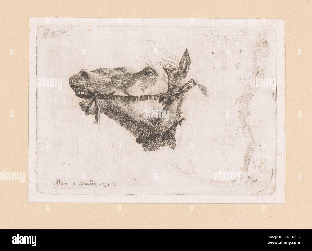 Head of a horse, Johann Friedrich Morgenstern, 1790 print Dresden paper ...