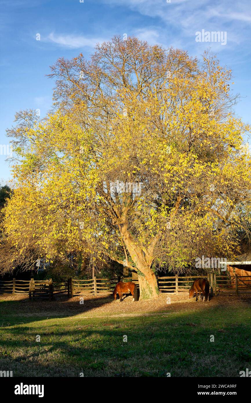 rural scene, tree, autumn color, golden hour light, 2 horses grazing ...