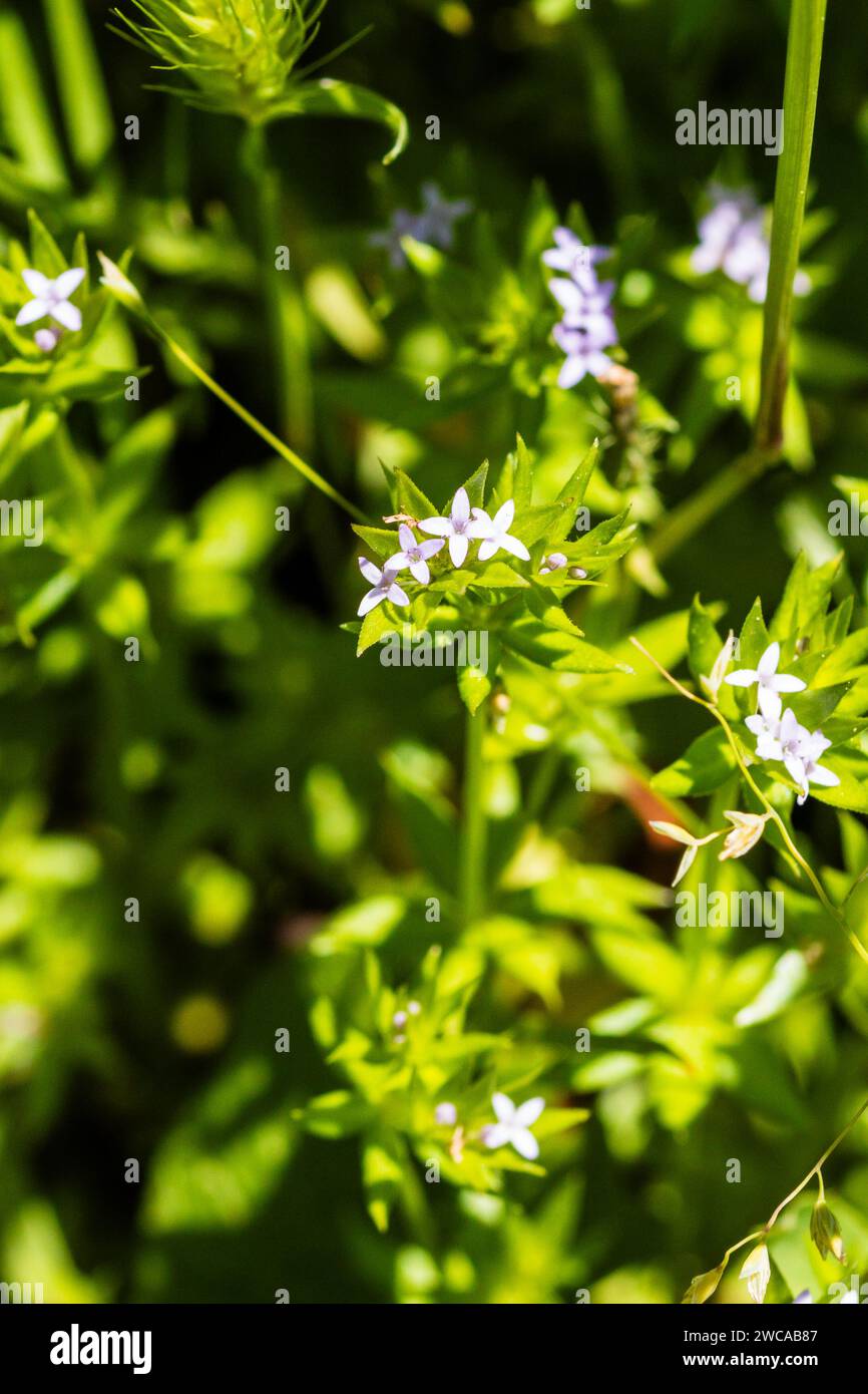 Sherardia arvensis, Field Madder with copy space and a Natural ...