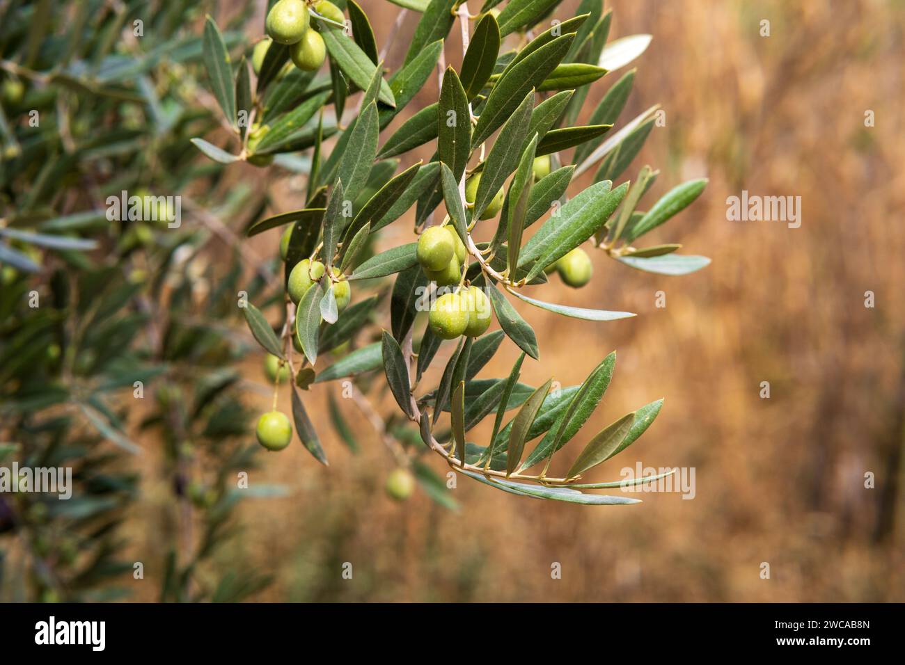 Green Olives on the Branch, Olea europaea Stock Photo - Alamy