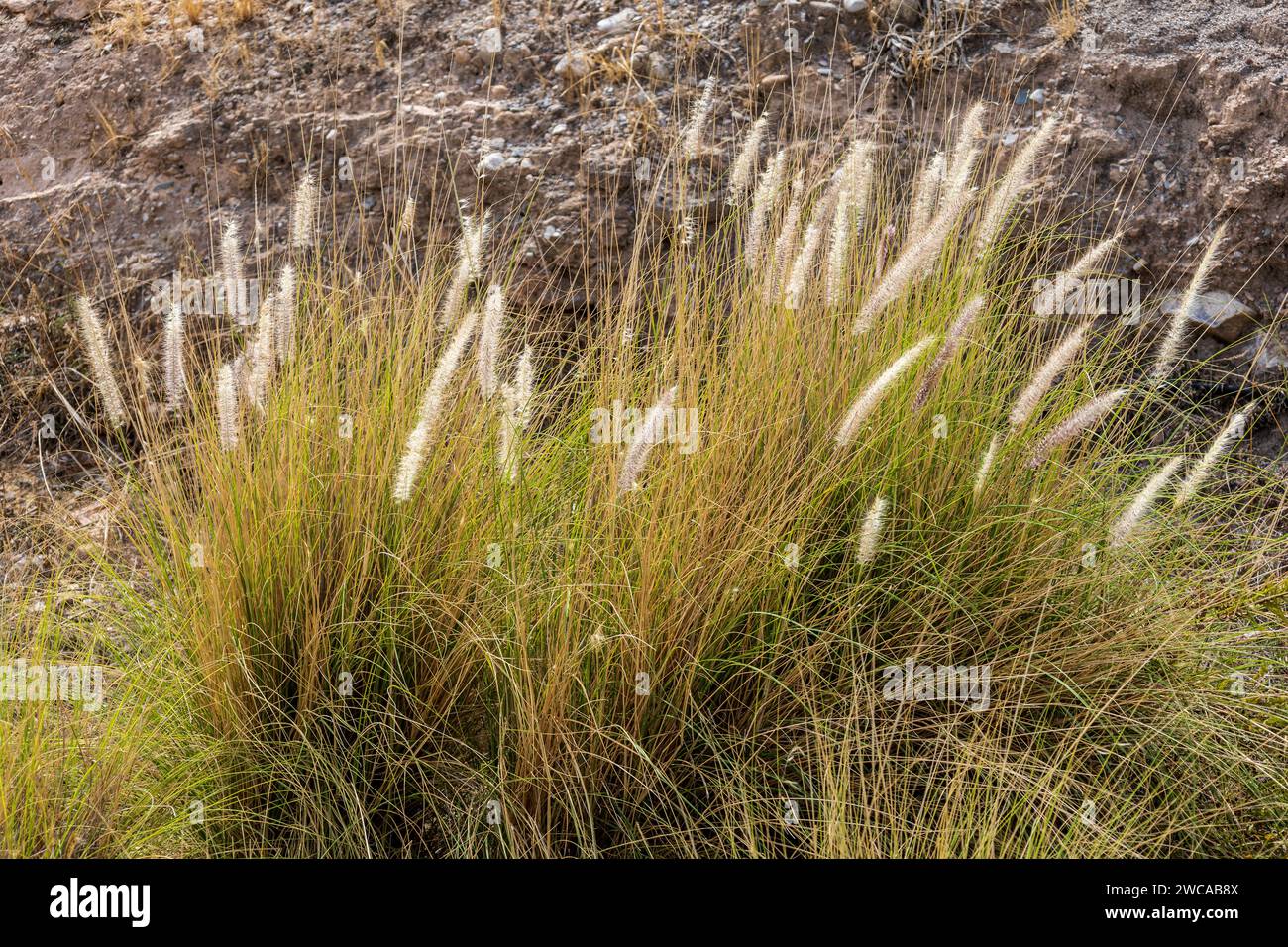 Barnyard grasses hi-res stock photography and images - Alamy