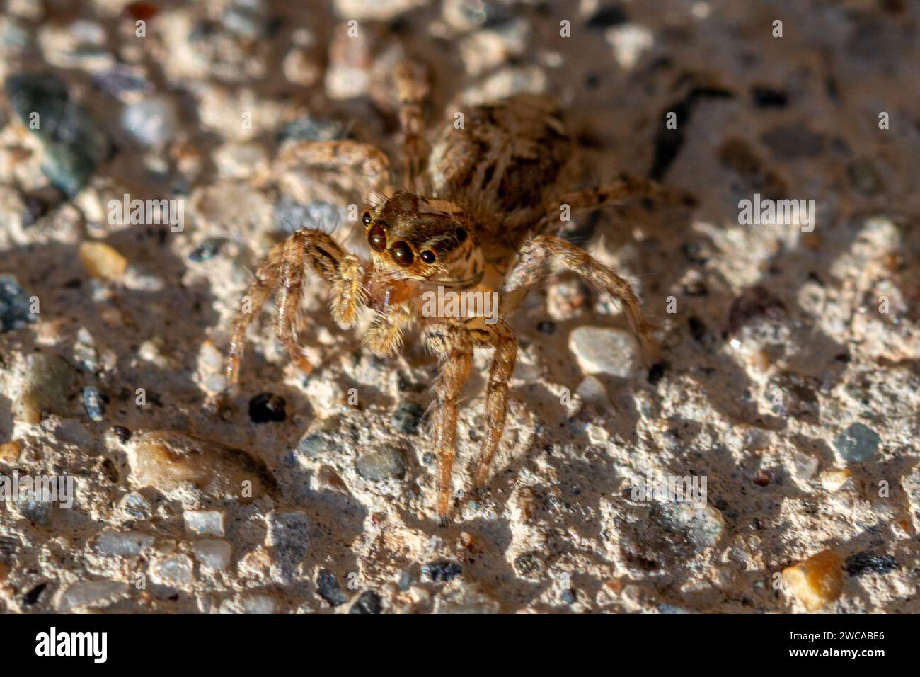 Plexippus paykulli, Female Pantropical Jumping Spider Stock Photo - Alamy