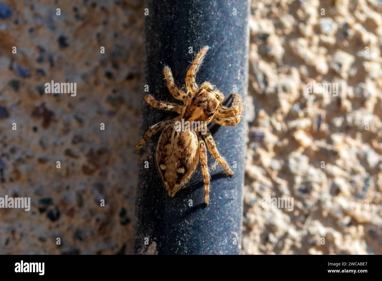 Plexippus paykulli, Female Pantropical Jumping Spider Stock Photo - Alamy