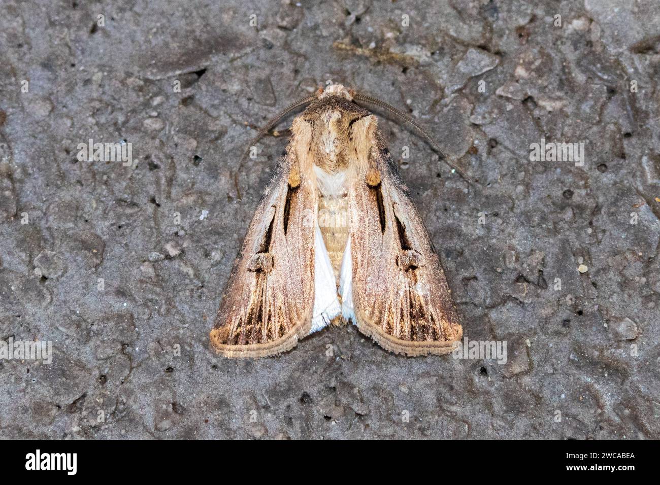 Agrotis spinifera, Gregson's Dart Moth Stock Photo - Alamy