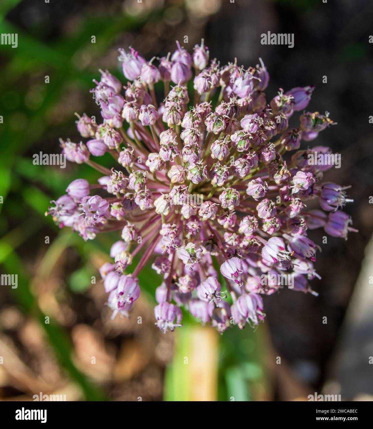 Wild leek flower hi-res stock photography and images - Alamy