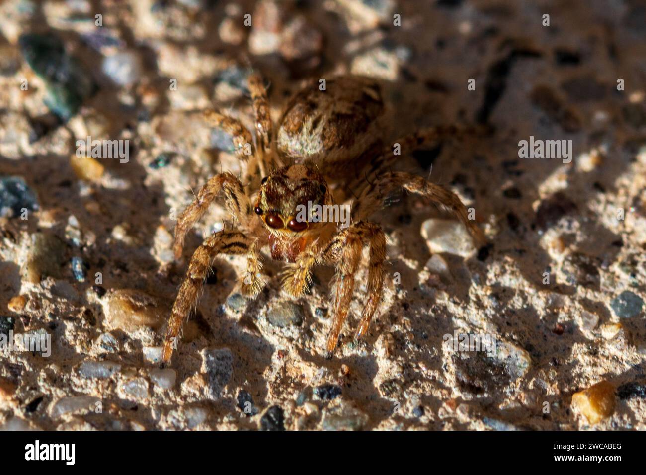 Plexippus paykulli, Female Pantropical Jumping Spider Stock Photo - Alamy