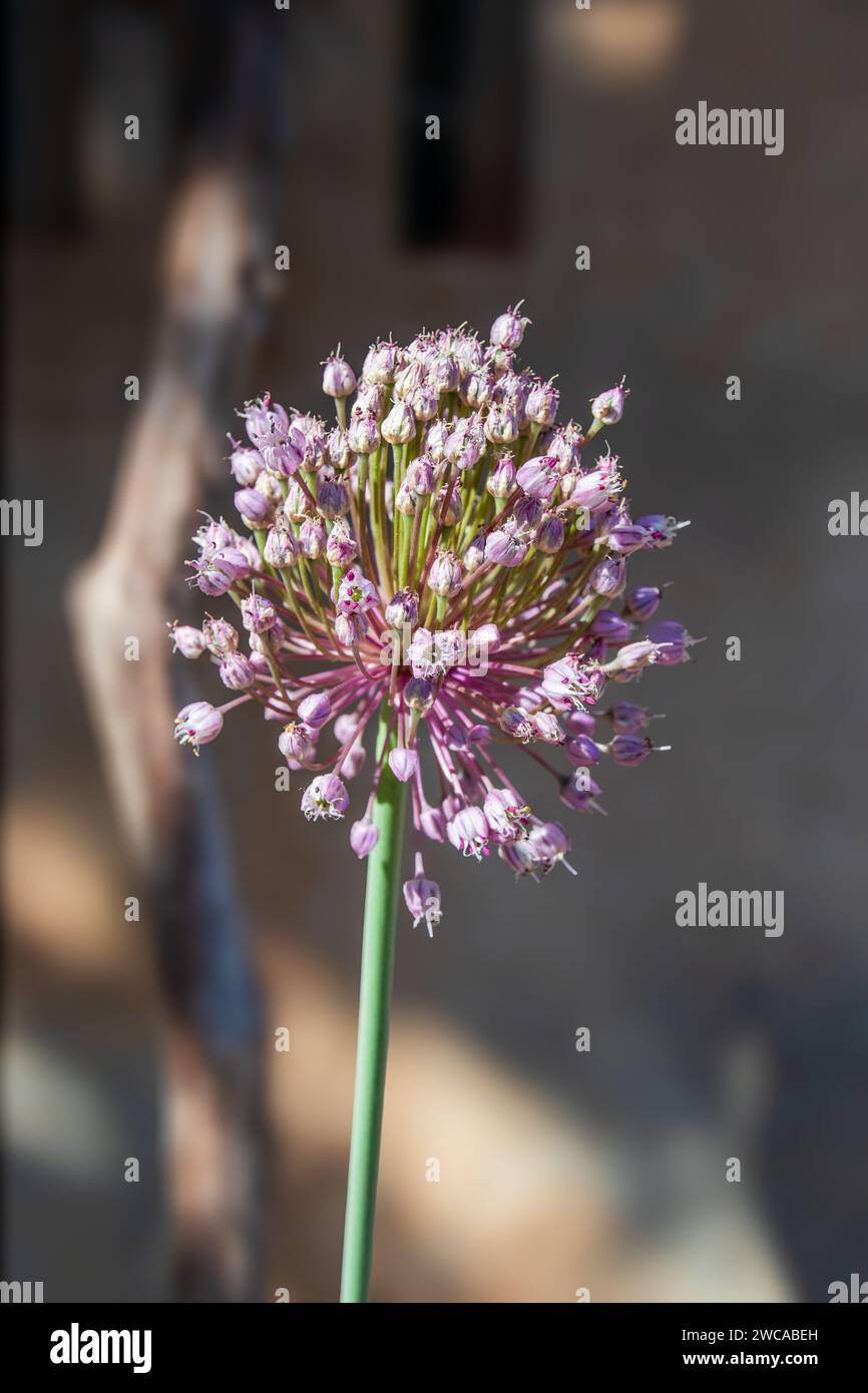 Wild leek flower hi-res stock photography and images - Alamy