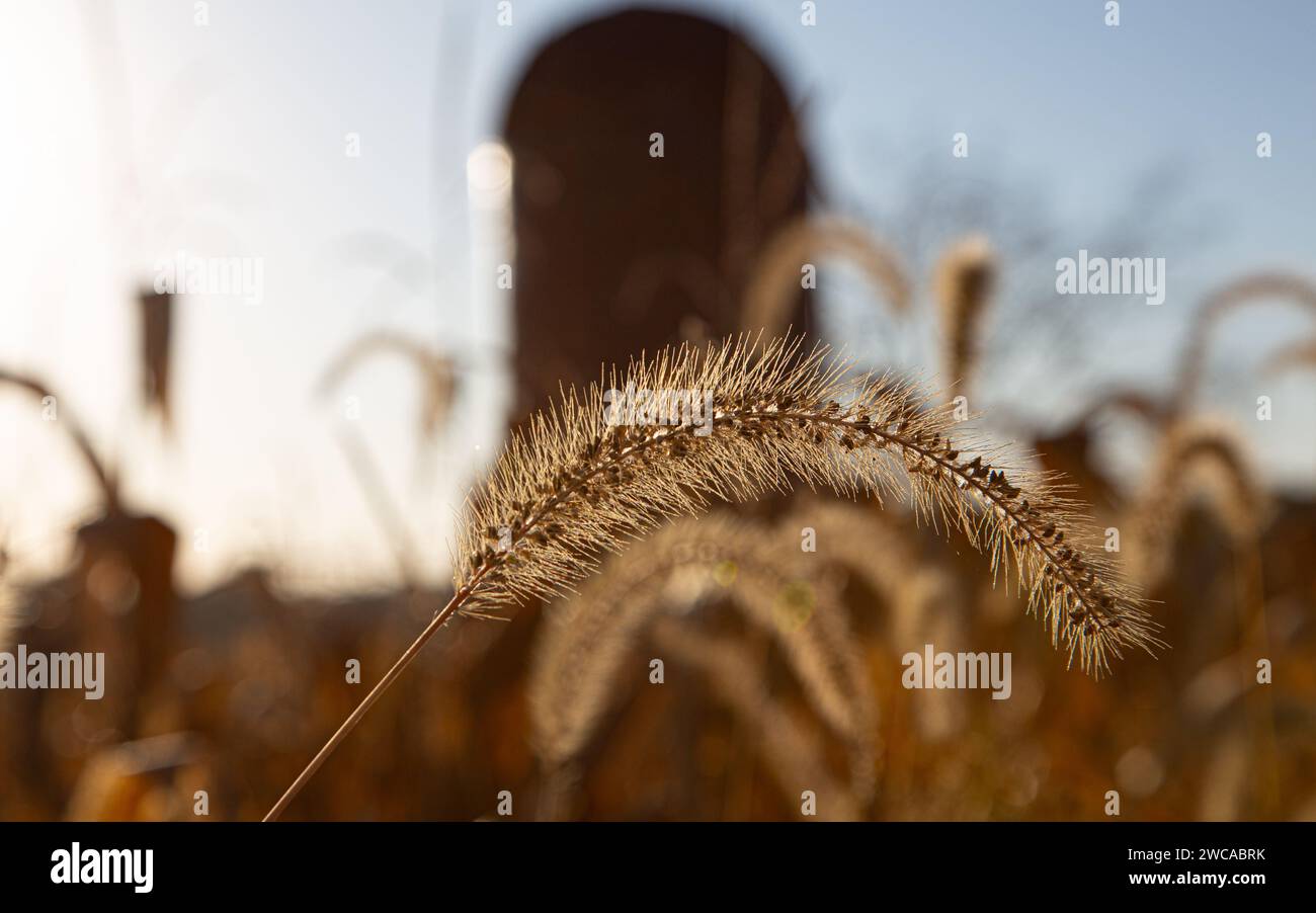 A grain field with a silo. A closeup of grass. landscape Stock Photo ...