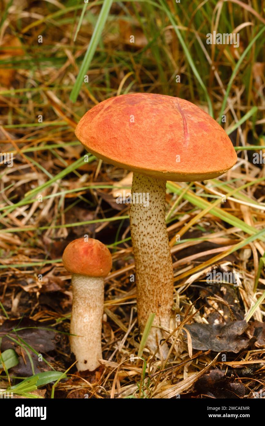 Two red aspen trees grow in the forest. Mushrooms in the forest ...