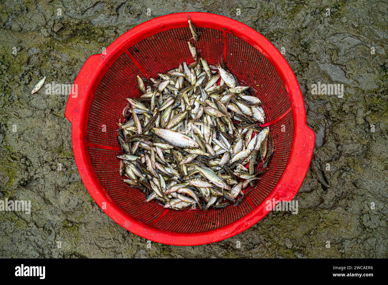 Hari patil hi-res stock photography and images - Alamy