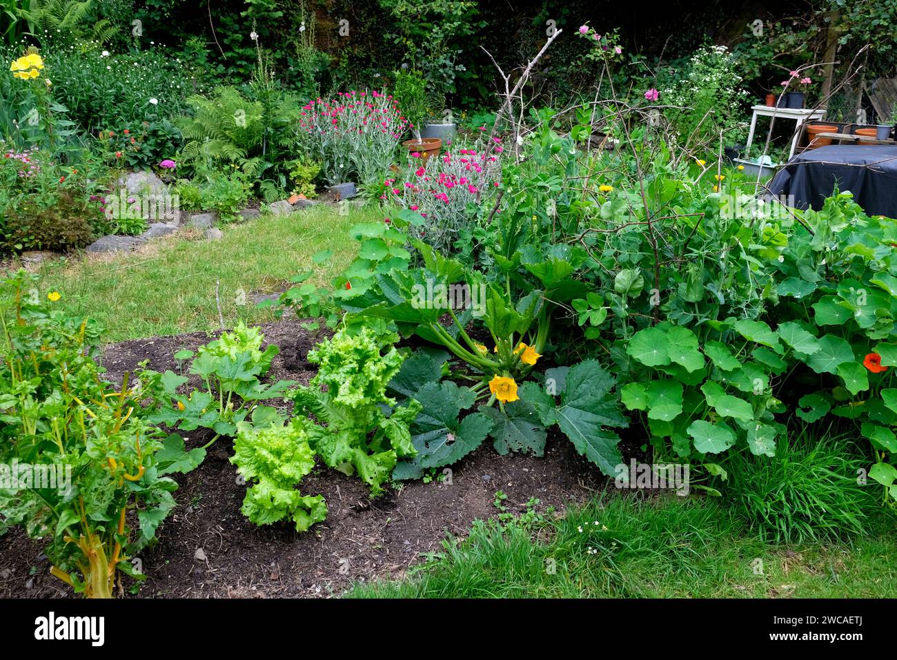 Courgette plant with flowers flowering in a small veg and flower July ...