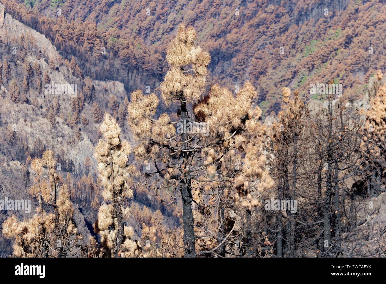 Burned forest. Dark land and black trees caused by fire. Forest fire ...