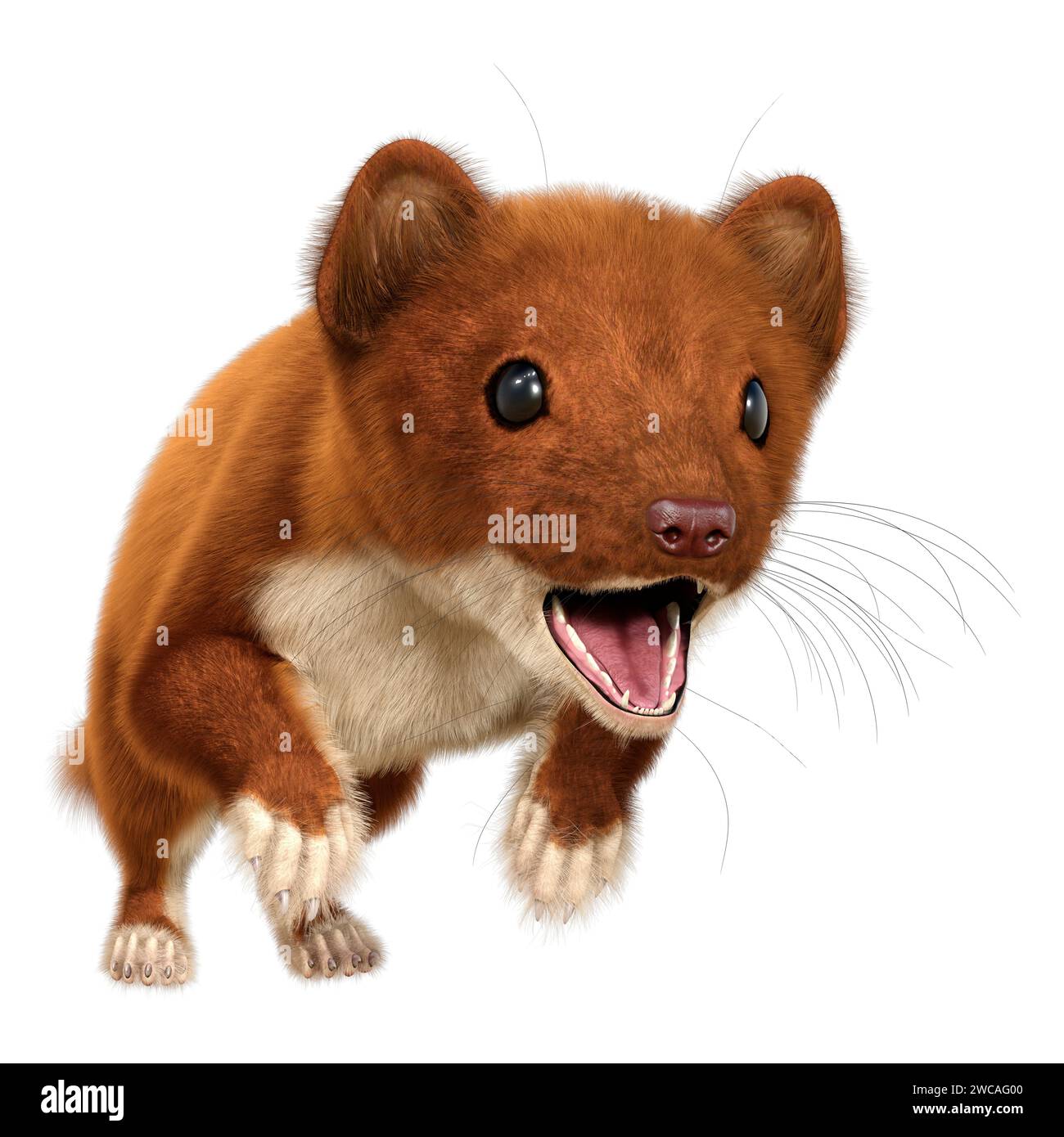 3D rendering of a brown weasel isolated on white background Stock Photo ...
