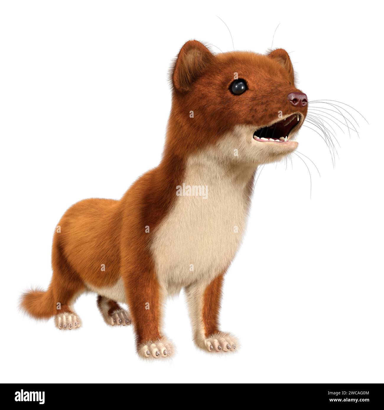 3D rendering of a brown weasel isolated on white background Stock Photo ...