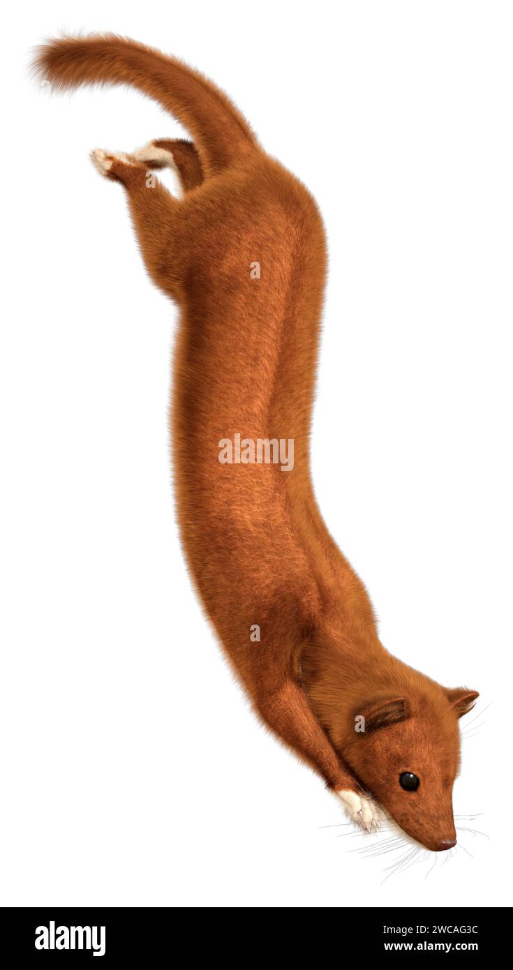3D rendering of a brown weasel isolated on white background Stock Photo ...