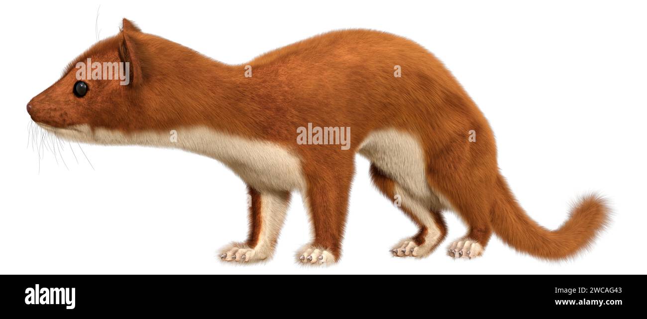 3D rendering of a brown weasel isolated on white background Stock Photo ...