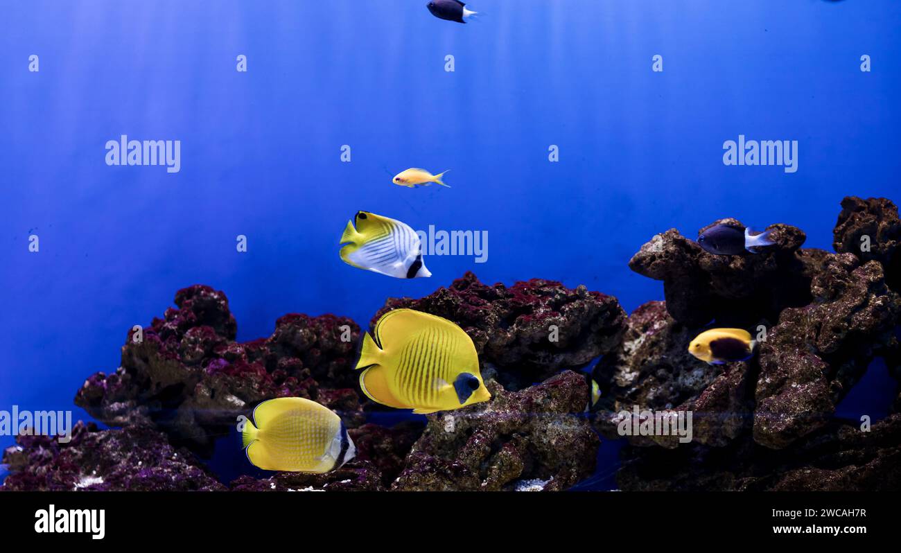 Beautiful colorful sea fish live in aquarium among various algae and ...