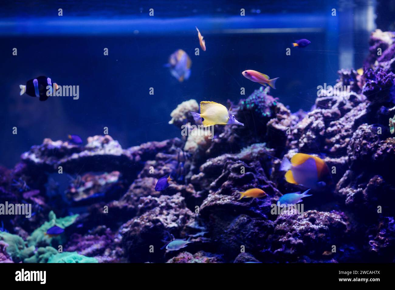 Tropical fish swimming in a blue water. Underwater world Stock Photo ...