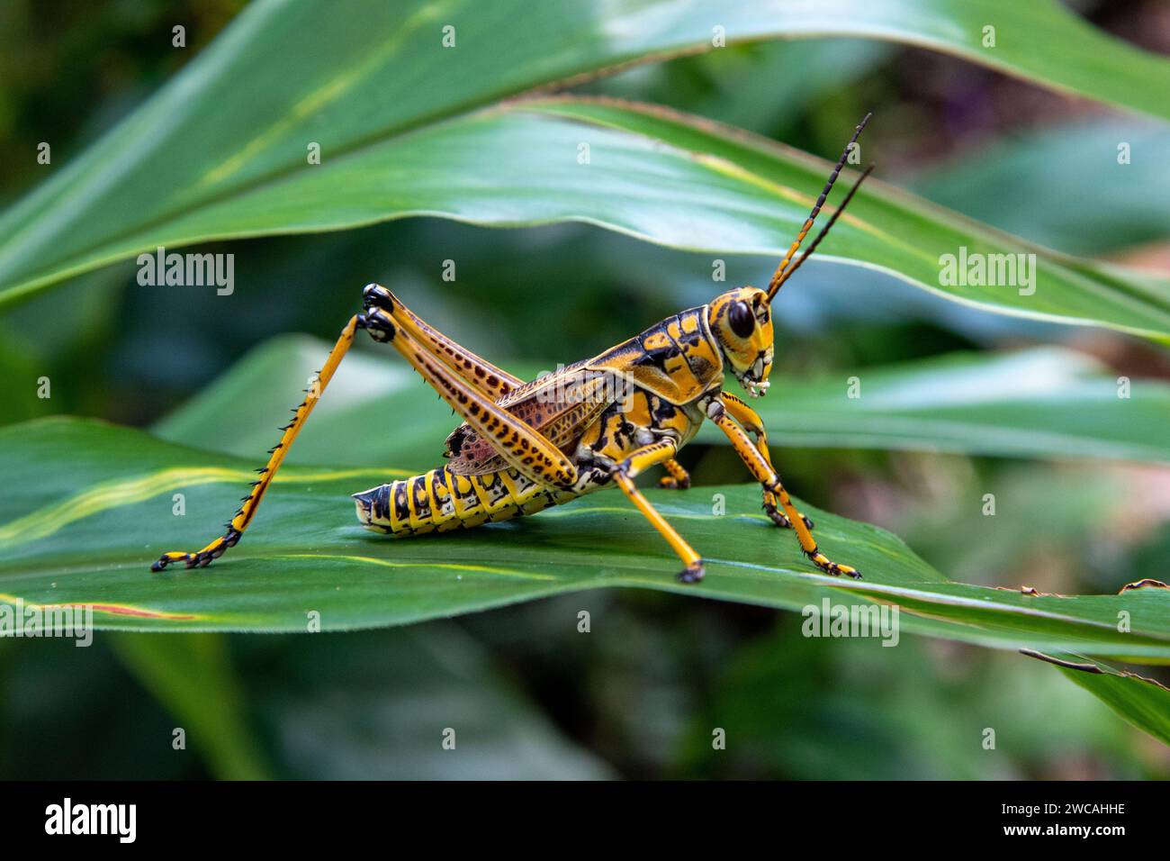 An eastern lubber grasshopper Stock Photo - Alamy