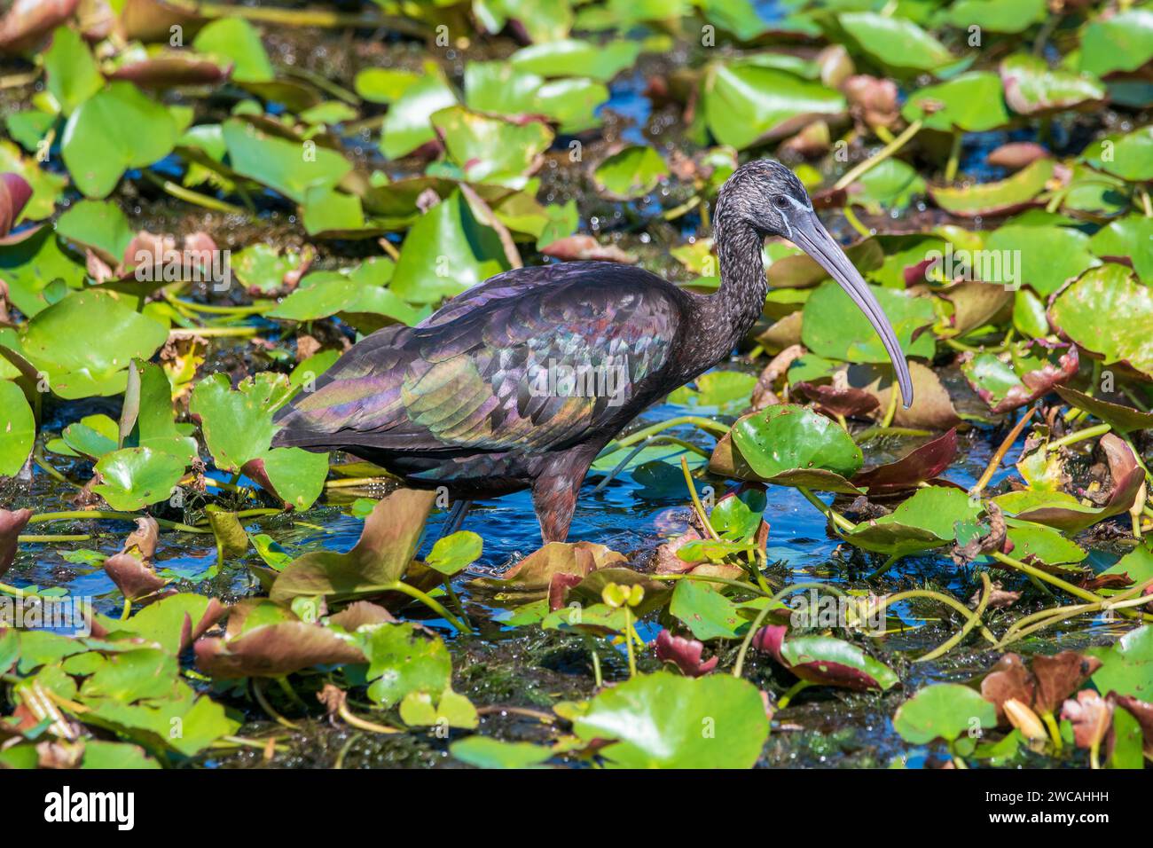 A glossy ibis wading through a Florida swamp Stock Photo - Alamy