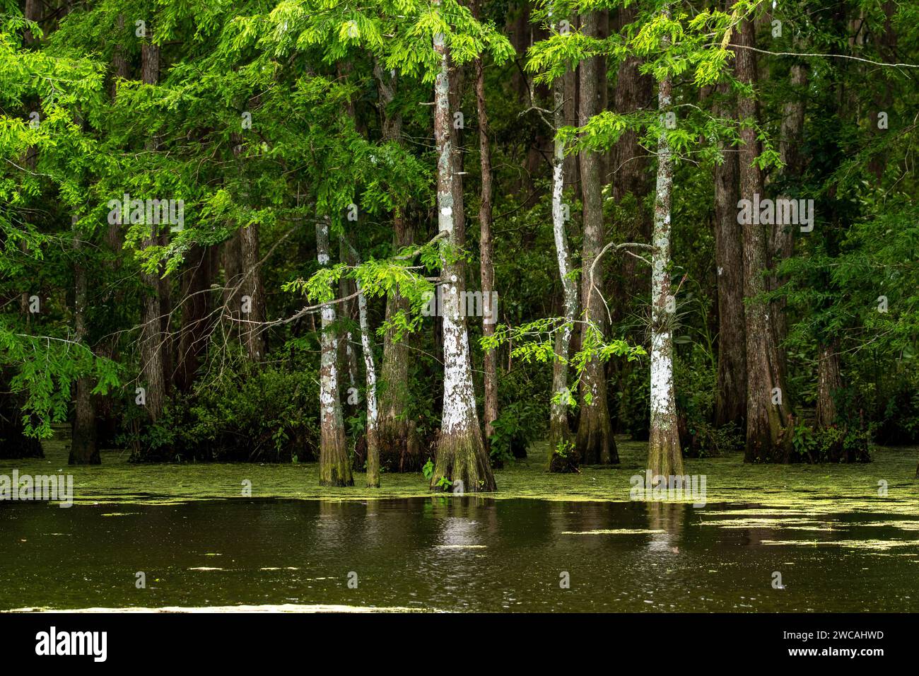 Cypress trees at Orland Wetlands Park Stock Photo - Alamy