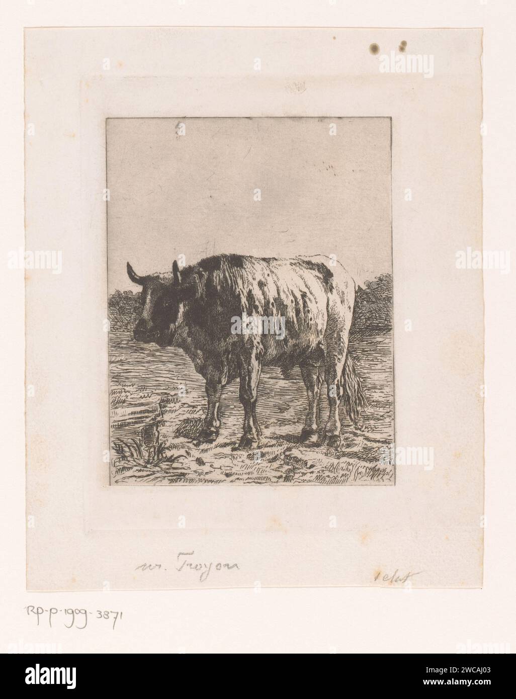 Stier in de Wei, Auguste Danse, after Constant Troyon, 1874 print paper ...