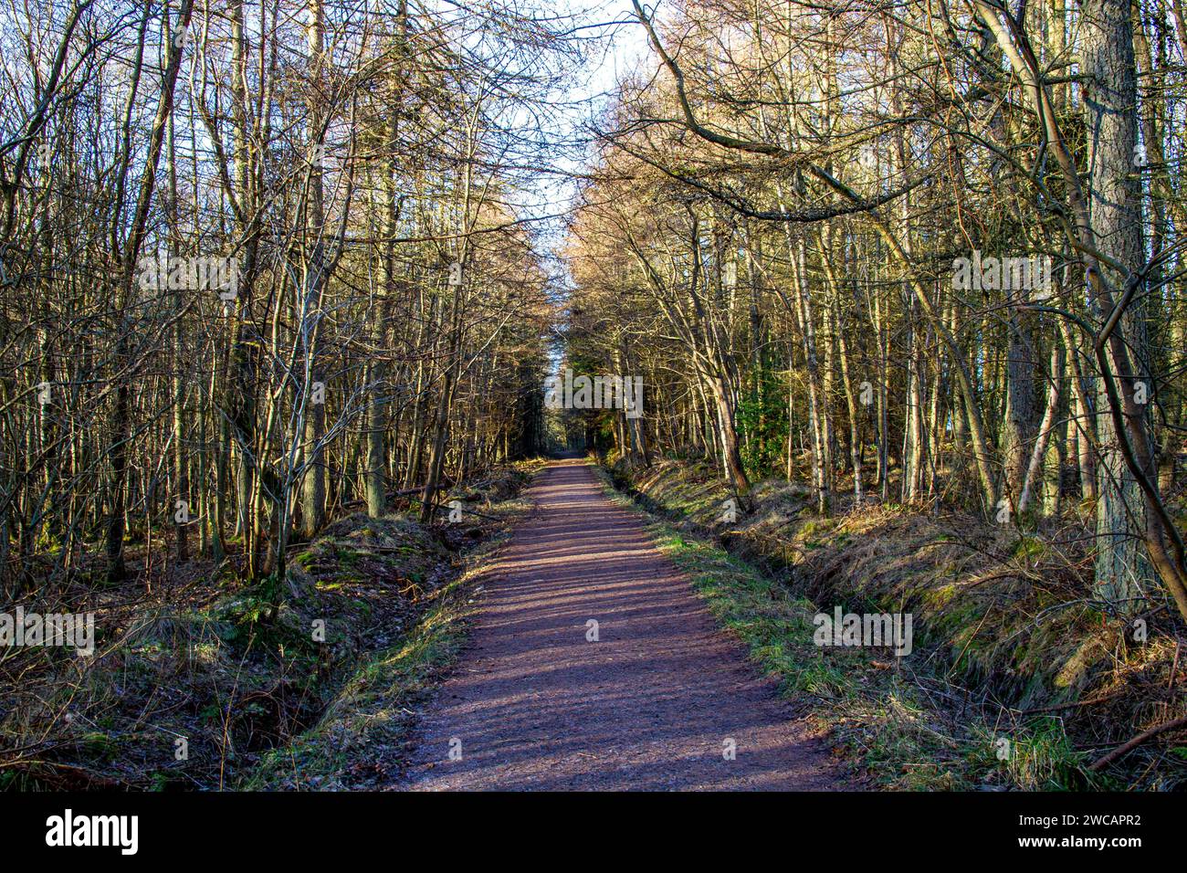 January scenes from woods in uk hi-res stock photography and images - Alamy