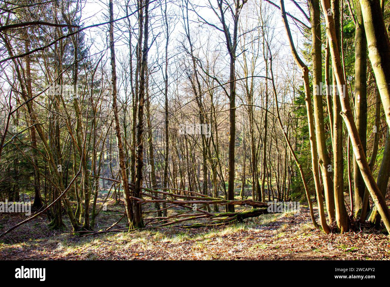 January scenes from woods in uk hi-res stock photography and images - Alamy