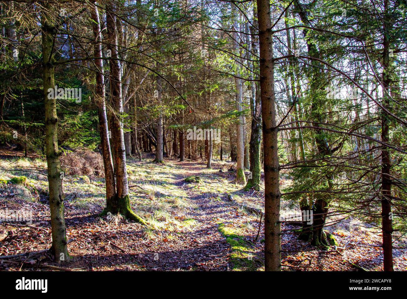 January scenes from woods in uk hi-res stock photography and images - Alamy