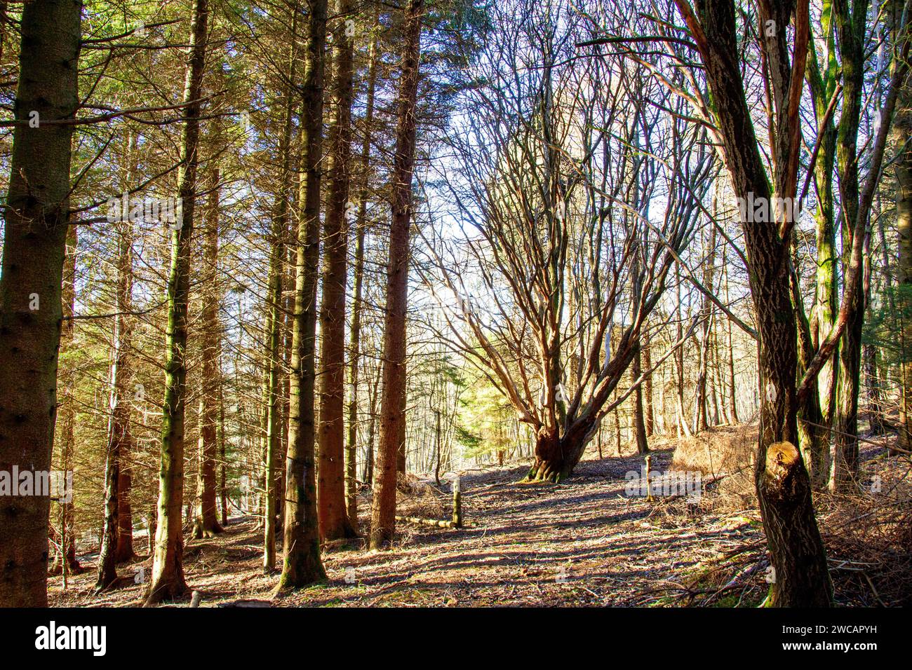 January scenes from woods in uk hi-res stock photography and images - Alamy