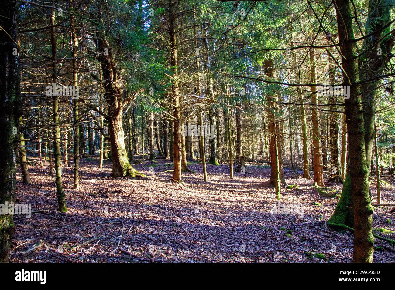 January scenes from woods in uk hi-res stock photography and images - Alamy