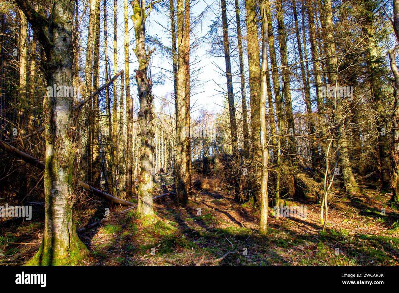 January scenes from woods in uk hi-res stock photography and images - Alamy