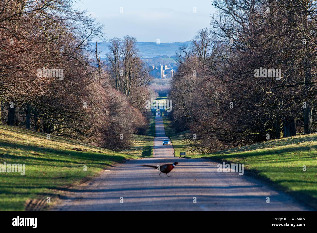 Ripon, North Yorkshire, 15th January 2024. A lone pheasant crosses the ...