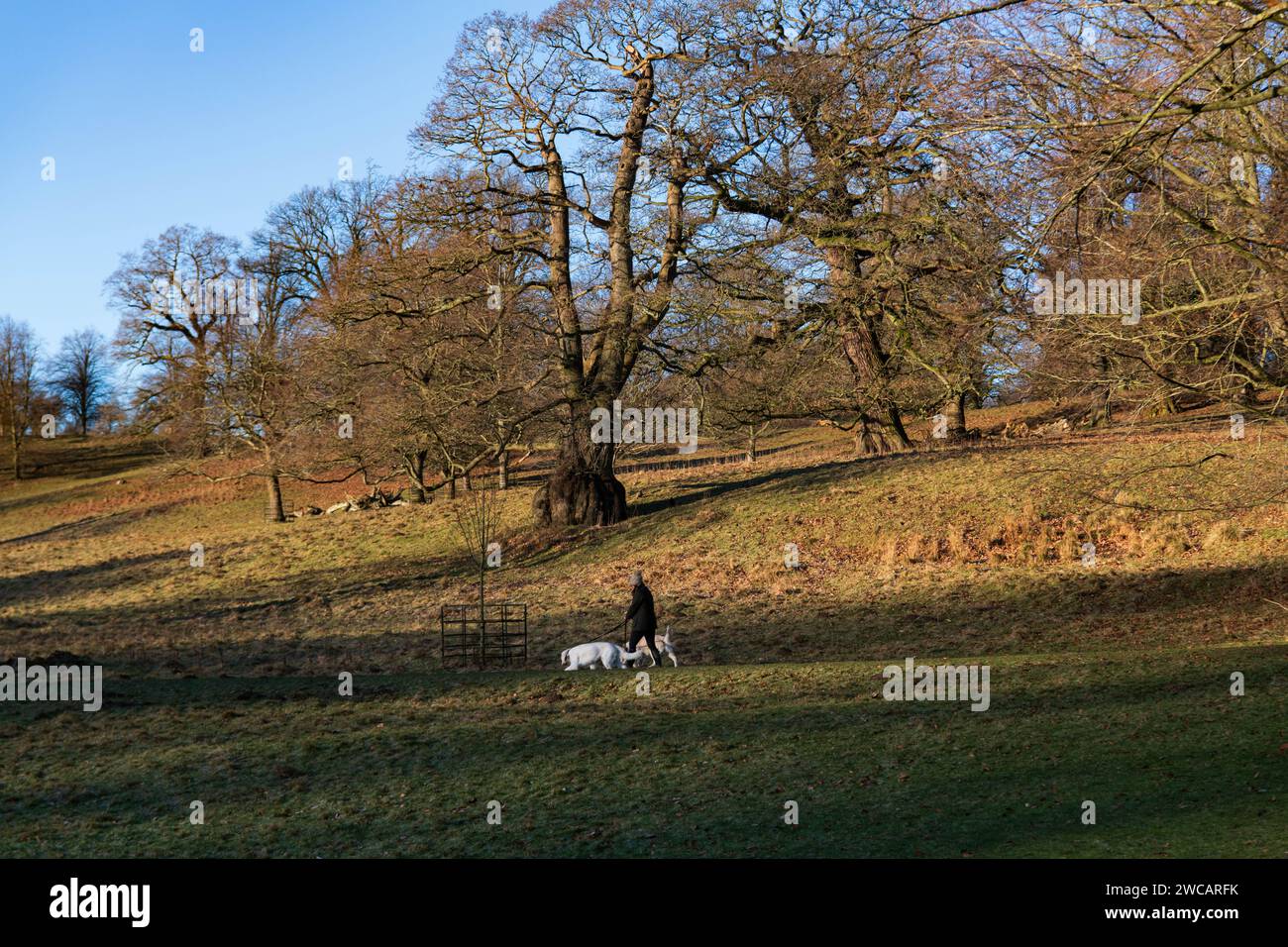 2024 a dog hi-res stock photography and images - Alamy