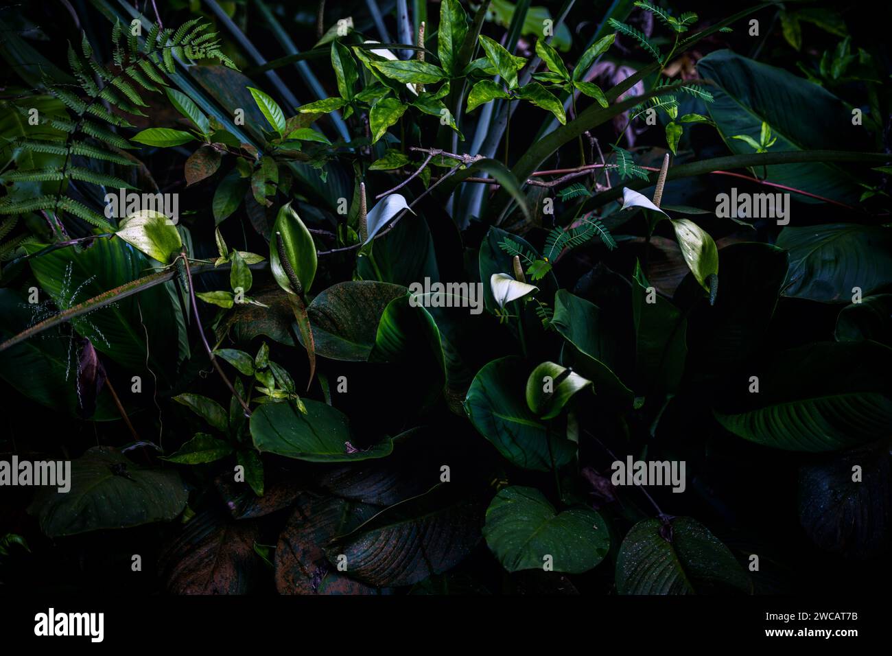 The vibrant image of dark fern leaves and a patchwork of Peace Lily ...