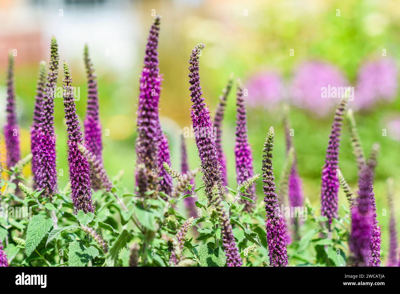 Agastache mexicana flowers blooming in a beautiful purple color in the ...
