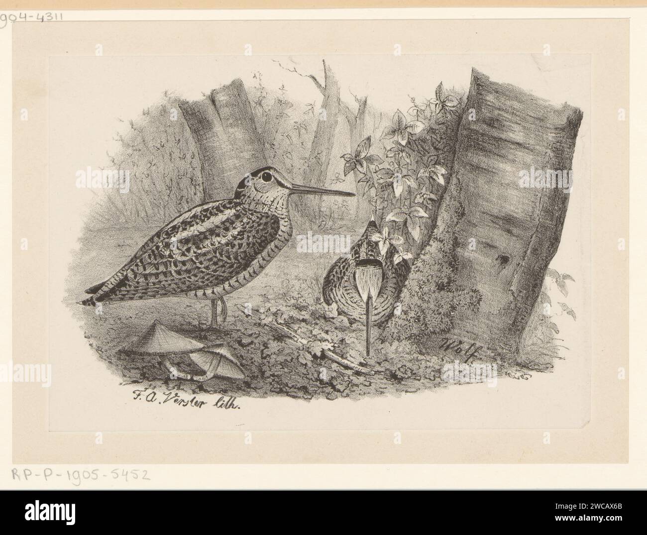 Joseph wolf hi-res stock photography and images - Alamy