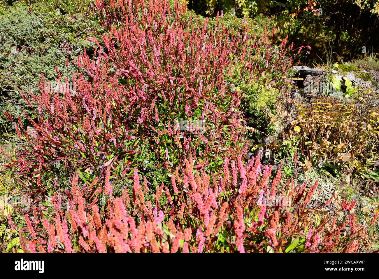The Flore-Alpe Alpine Botanical Garden is a botanical garden located in ...