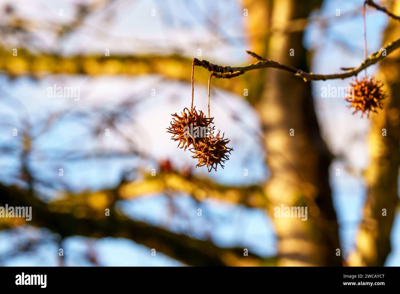 Dry spiky seeds of Liquidambar styraciflua. American Sweetgum tree ...