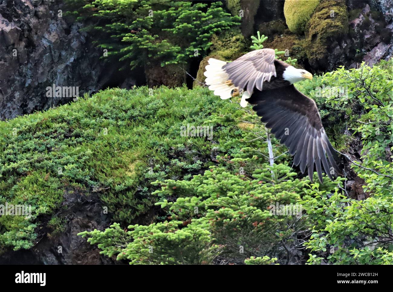 Bald Eagle in Flight Trinity Bay Newfoundland Stock Photo - Alamy