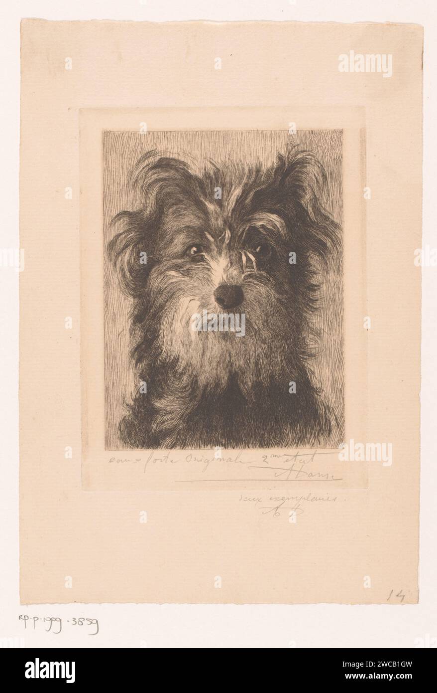 Head of a Smoushond, Auguste Danse, 1896 print paper etching dog Stock ...