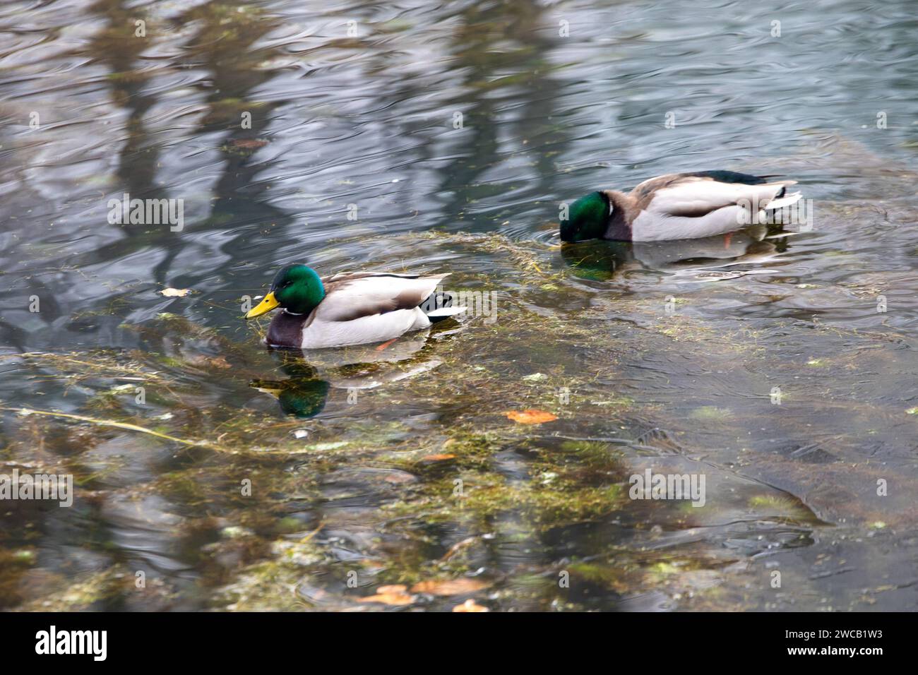 Naturism croatia Banque de photographies et d’images à haute résolution ...